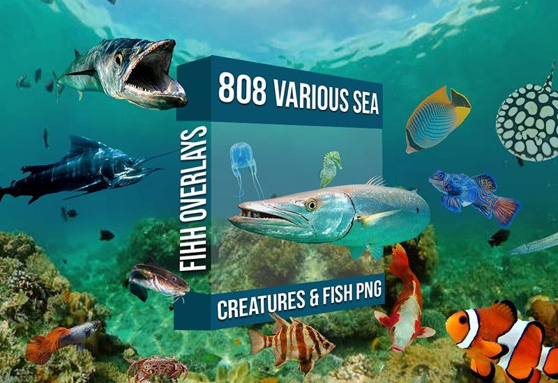 808 Sea Creatures & Fish Overlays Bundle | Artixty